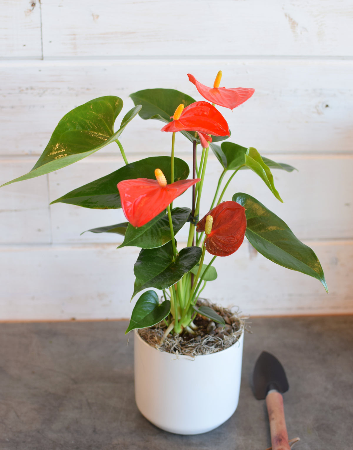 Mini Anthurium Plant – Heart-Shaped Blooms in Orange County — Flowerful