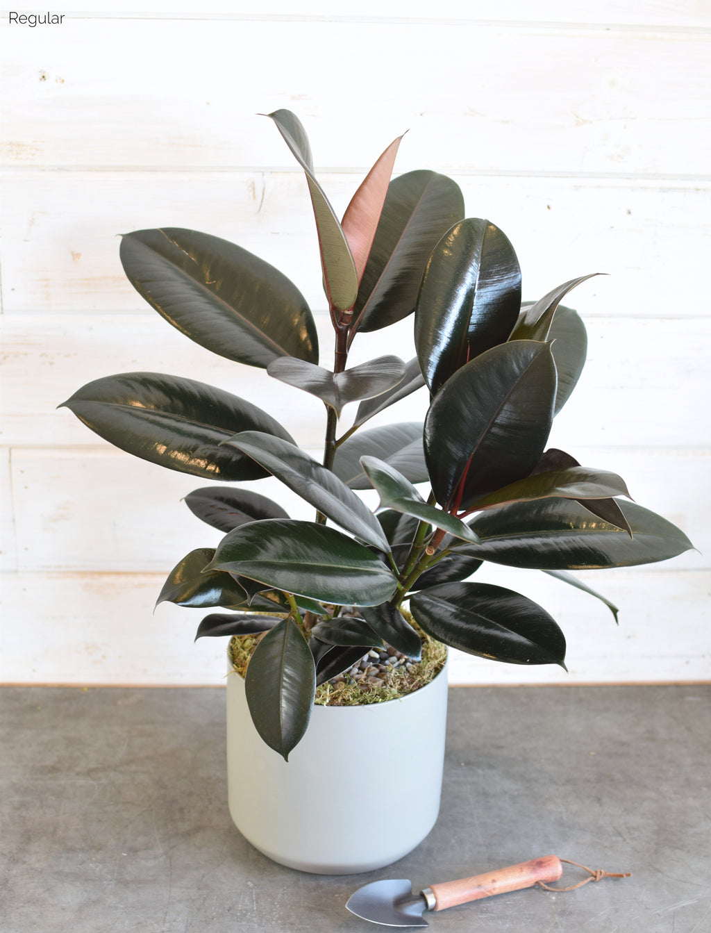 PLANTS & SUCCULENTS — FLOWERFUL