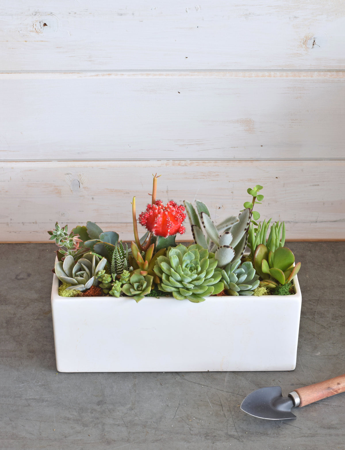 Succulent Planter — Flowerful